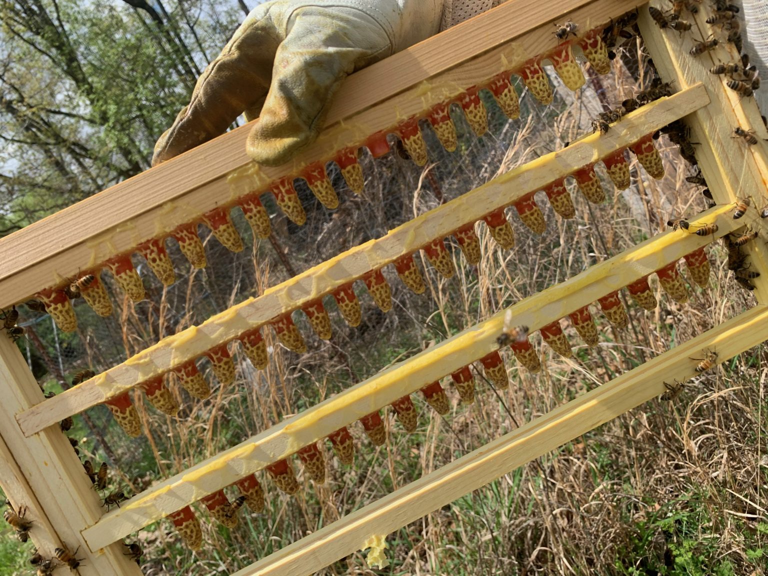 Natural versus Grafted Queen Rearing - Backyard Beekeeping
